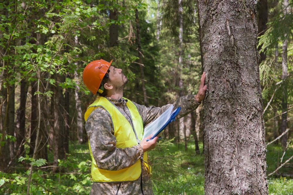 | Tree Specialists | Expert Arborists | Ligna Consultancy
